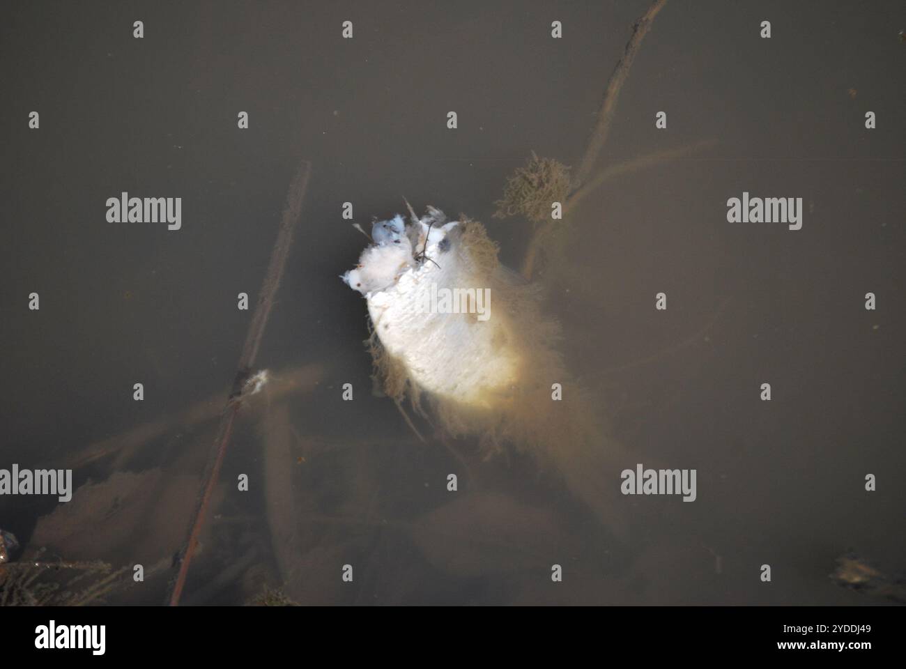 Ray-finned Fishes (Actinopterygii Stock Photo - Alamy