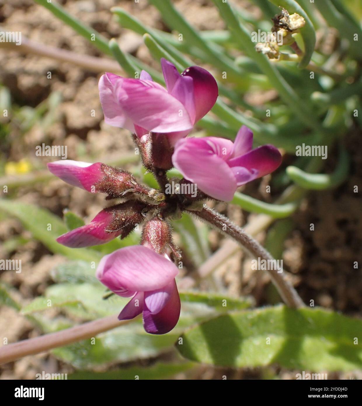 Kloekie Bubblepod (Lessertia diffusa Stock Photo - Alamy