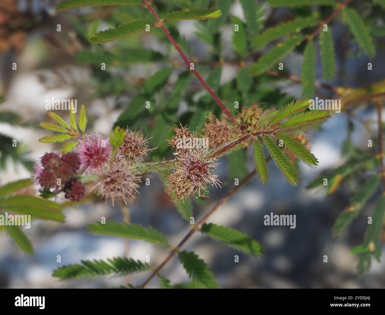 giant false sensitive plant (Mimosa diplotricha Stock Photo - Alamy