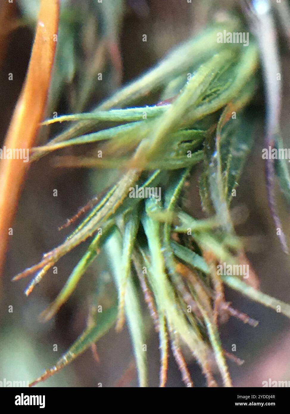 Common Haircap Moss (Polytrichum commune Stock Photo - Alamy