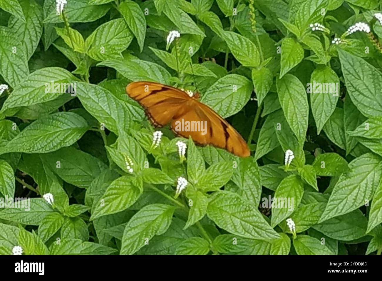 Julia Heliconian (Dryas iulia Stock Photo - Alamy