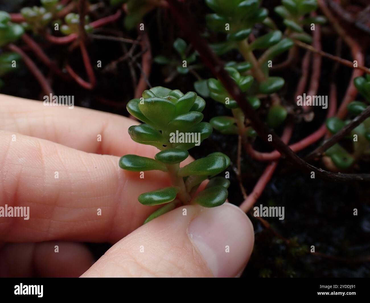 Oregon Stonecrop (Sedum oreganum Stock Photo - Alamy