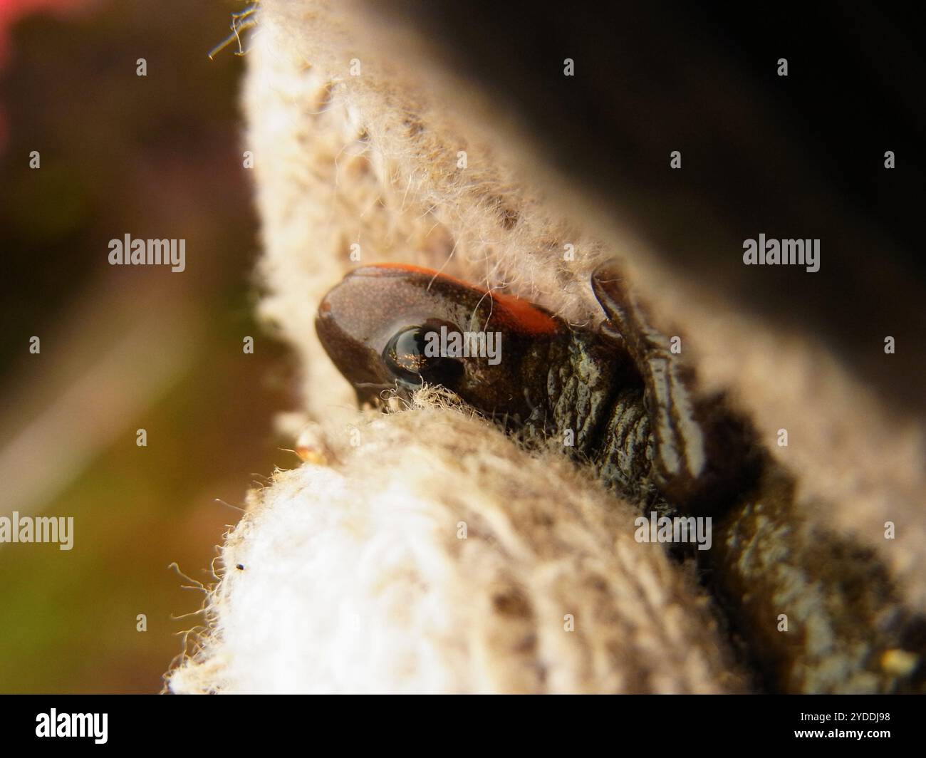 Japanese Fire-bellied Newt (Cynops pyrrhogaster Stock Photo - Alamy