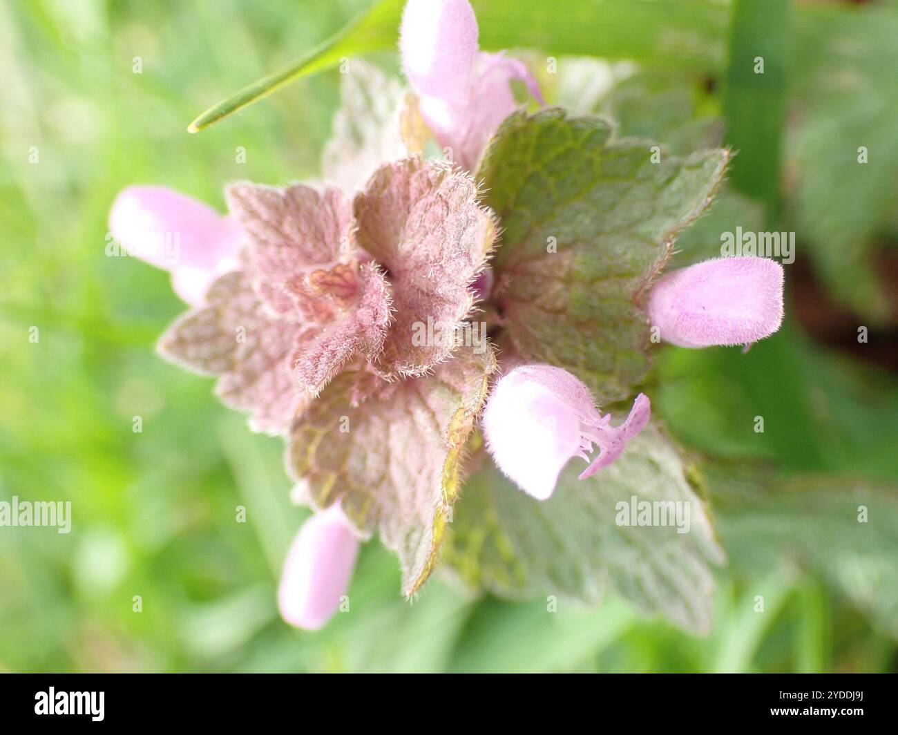 red deadnettle (Lamium purpureum Stock Photo - Alamy
