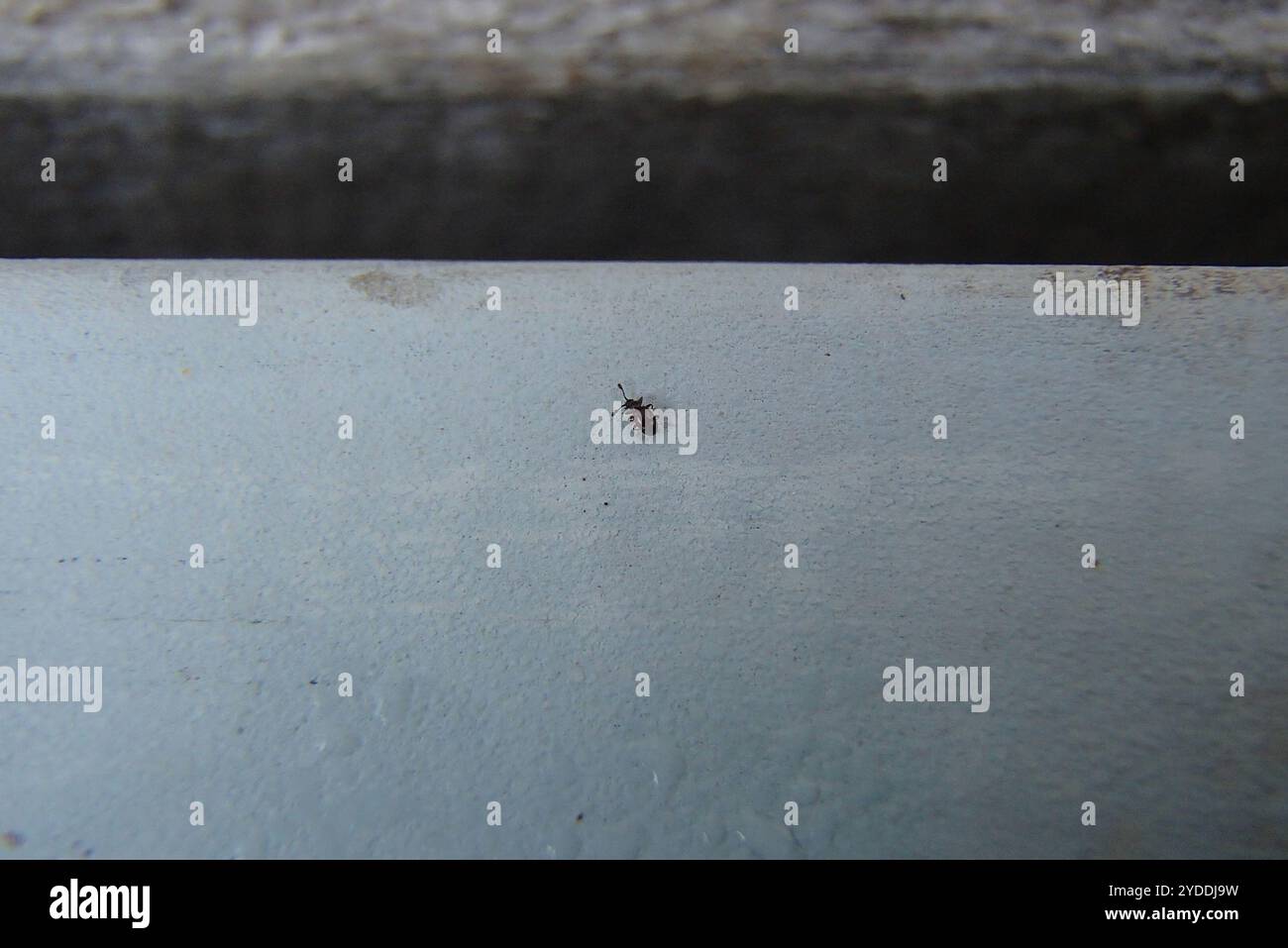 Ant-loving Beetles (Pselaphinae Stock Photo - Alamy