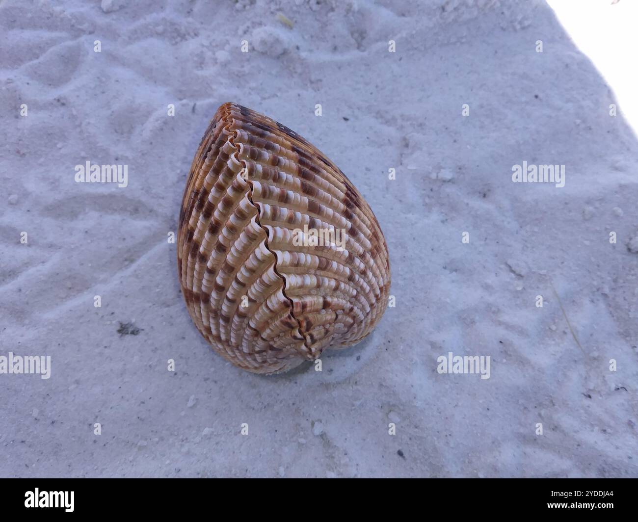 Giant Atlantic Cockle (Dinocardium robustum Stock Photo - Alamy