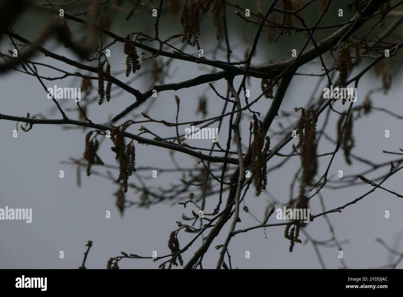 Red Alder (Alnus rubra Stock Photo - Alamy