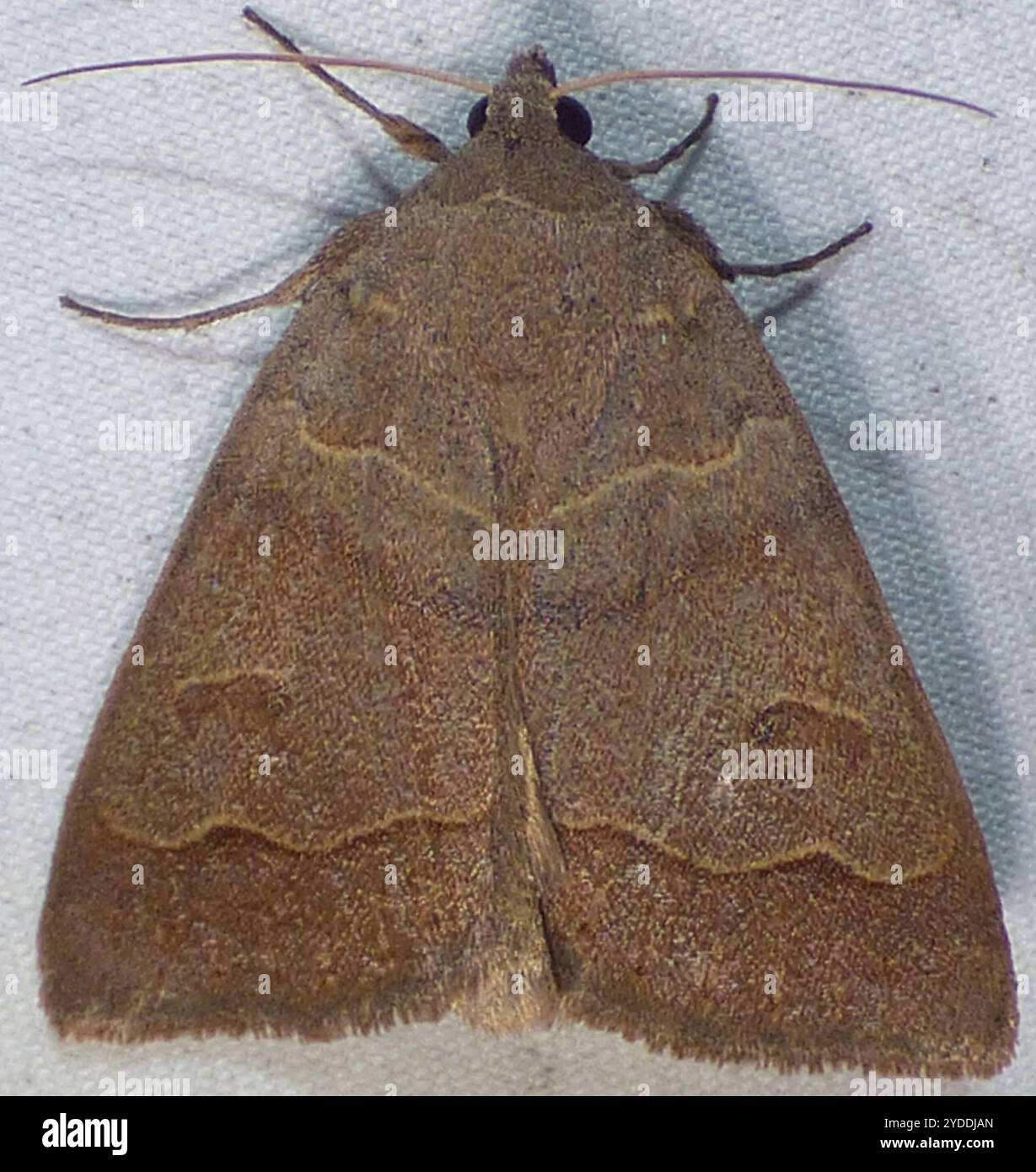 Common Oak Moth (Phoberia atomaris Stock Photo - Alamy