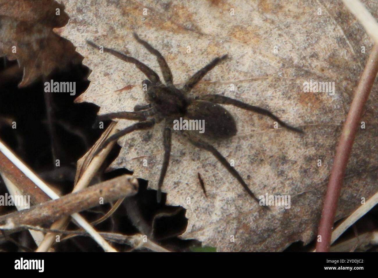 Thin-legged Wolf Spiders (Pardosa Stock Photo - Alamy