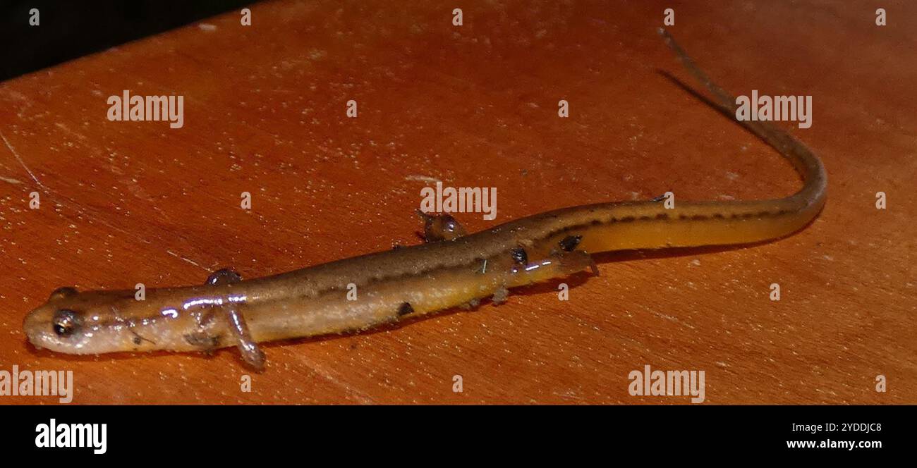 Chamberlain's Dwarf Salamander (Eurycea chamberlaini Stock Photo - Alamy