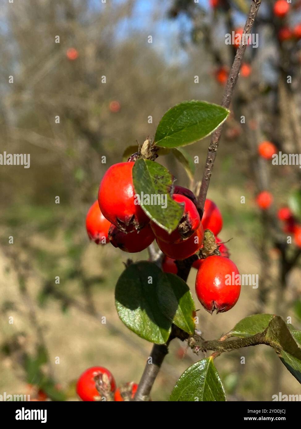 Himalayan cotoneaster (Cotoneaster simonsii Stock Photo - Alamy