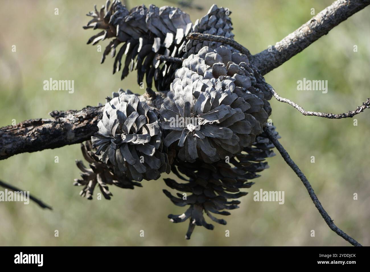 knobcone pine (Pinus attenuata Stock Photo - Alamy