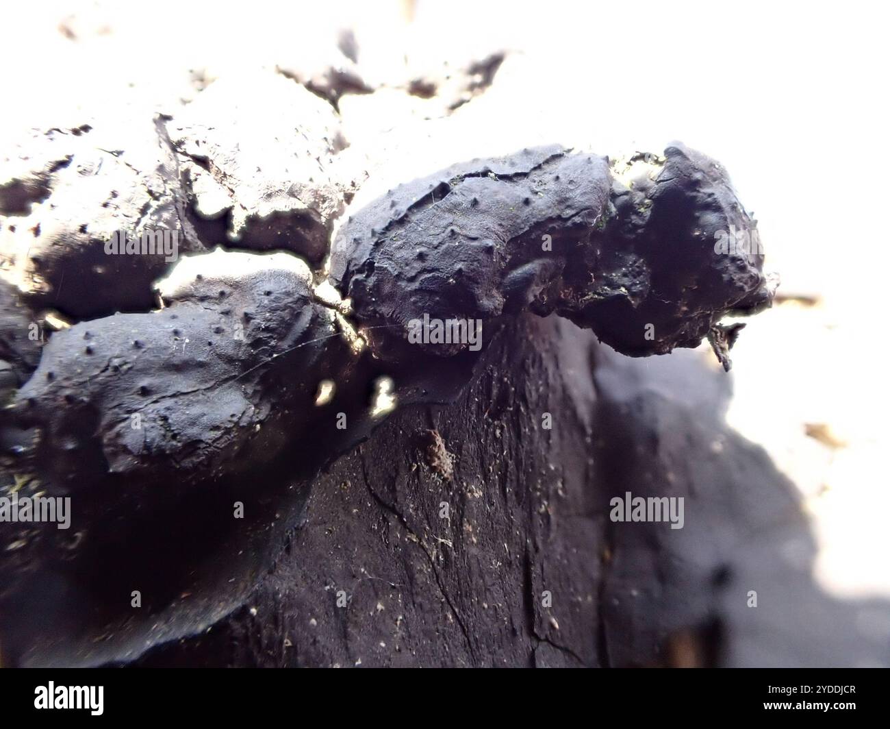 Brittle Cinder (Kretzschmaria deusta Stock Photo - Alamy