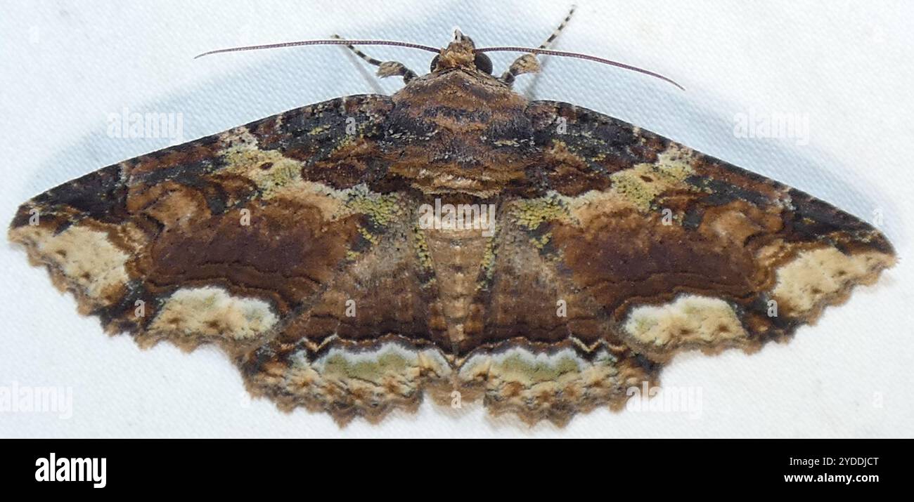 Colorful Zale Moth (Zale minerea Stock Photo - Alamy