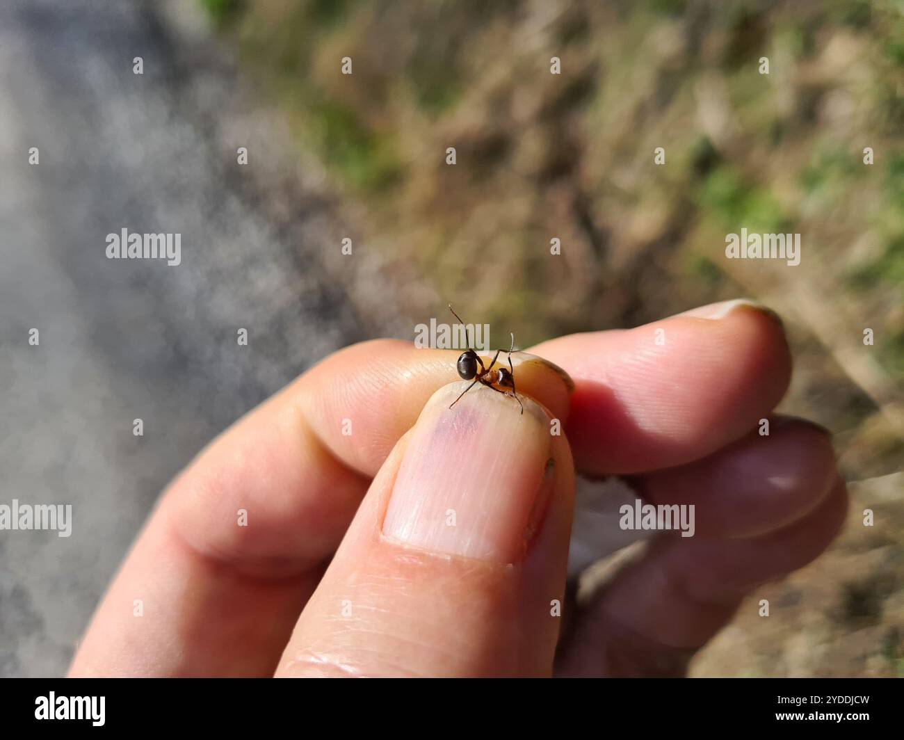 rufa-group Wood Ants (Formica rufa Stock Photo - Alamy