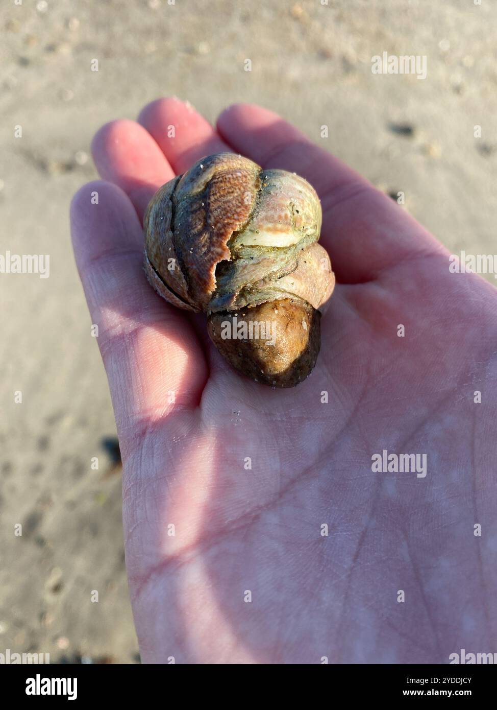 Common Atlantic Slippersnail (Crepidula fornicata Stock Photo - Alamy