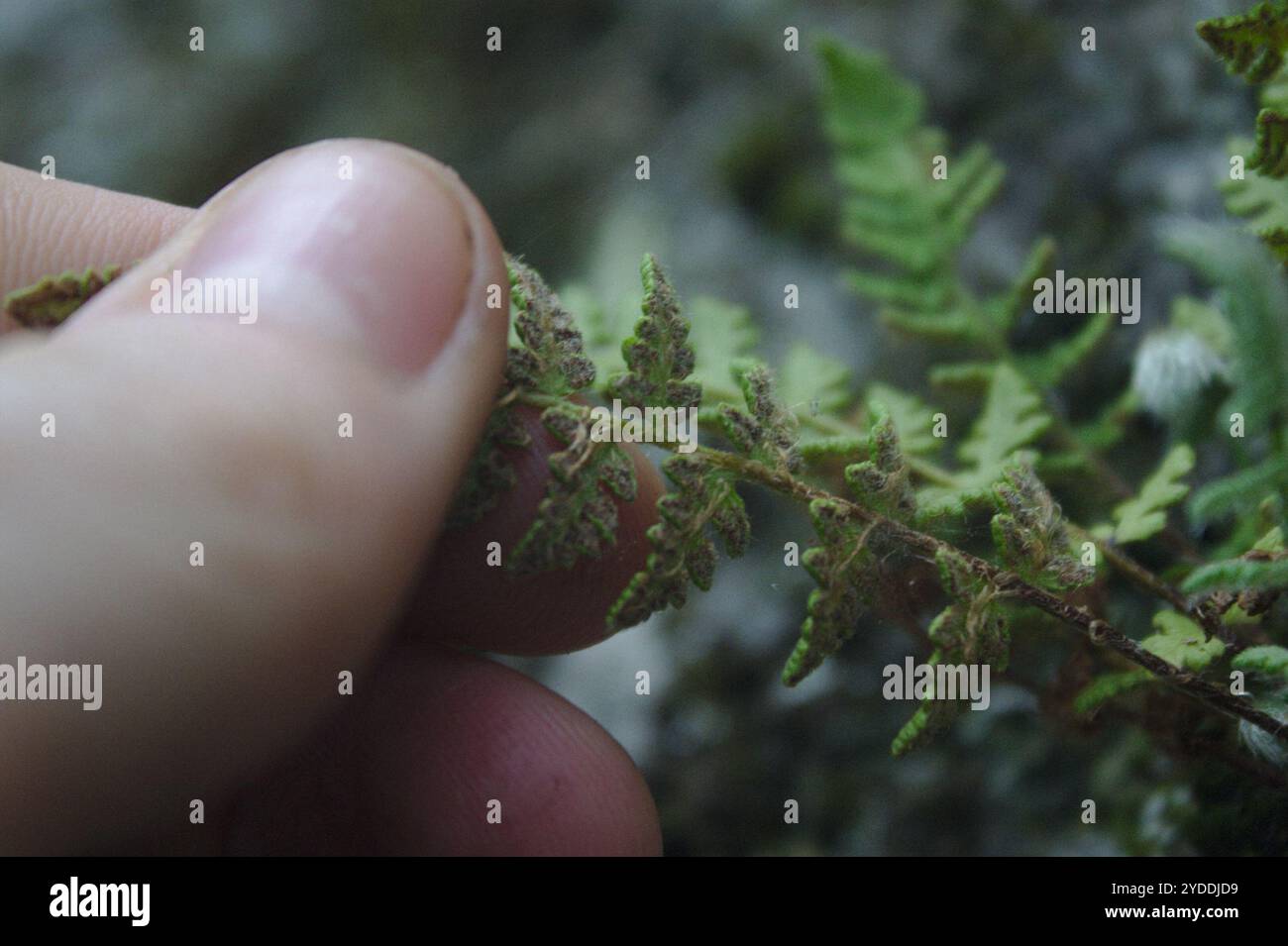 Ilvensis hi-res stock photography and images - Alamy