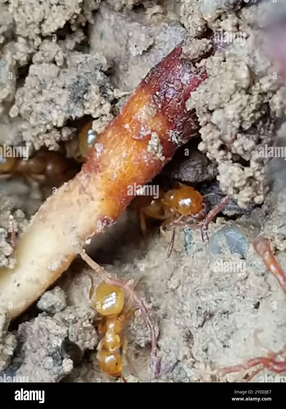 Acanthomyops hi-res stock photography and images - Alamy