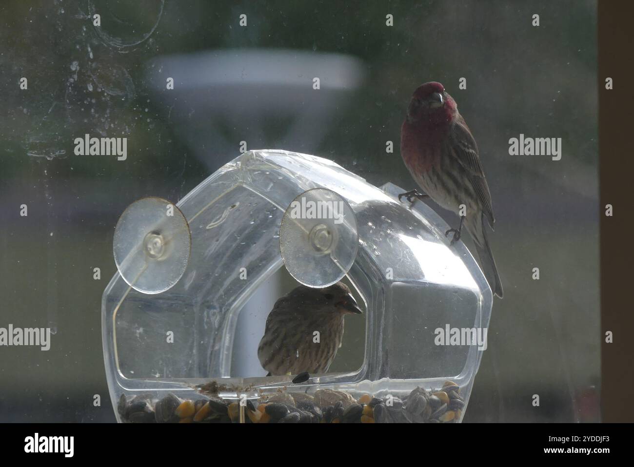 House Finch (Haemorhous mexicanus Stock Photo - Alamy