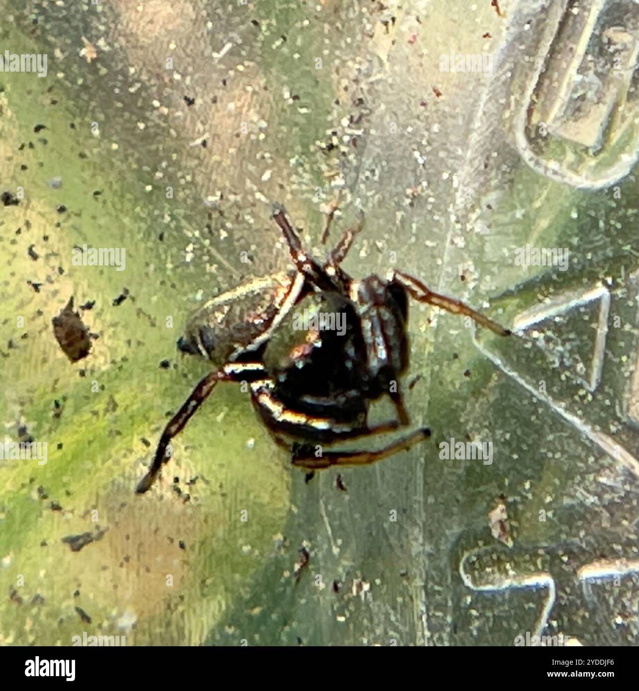 Buttonhook Leafbeetle Jumping Spider (Sassacus vitis Stock Photo - Alamy