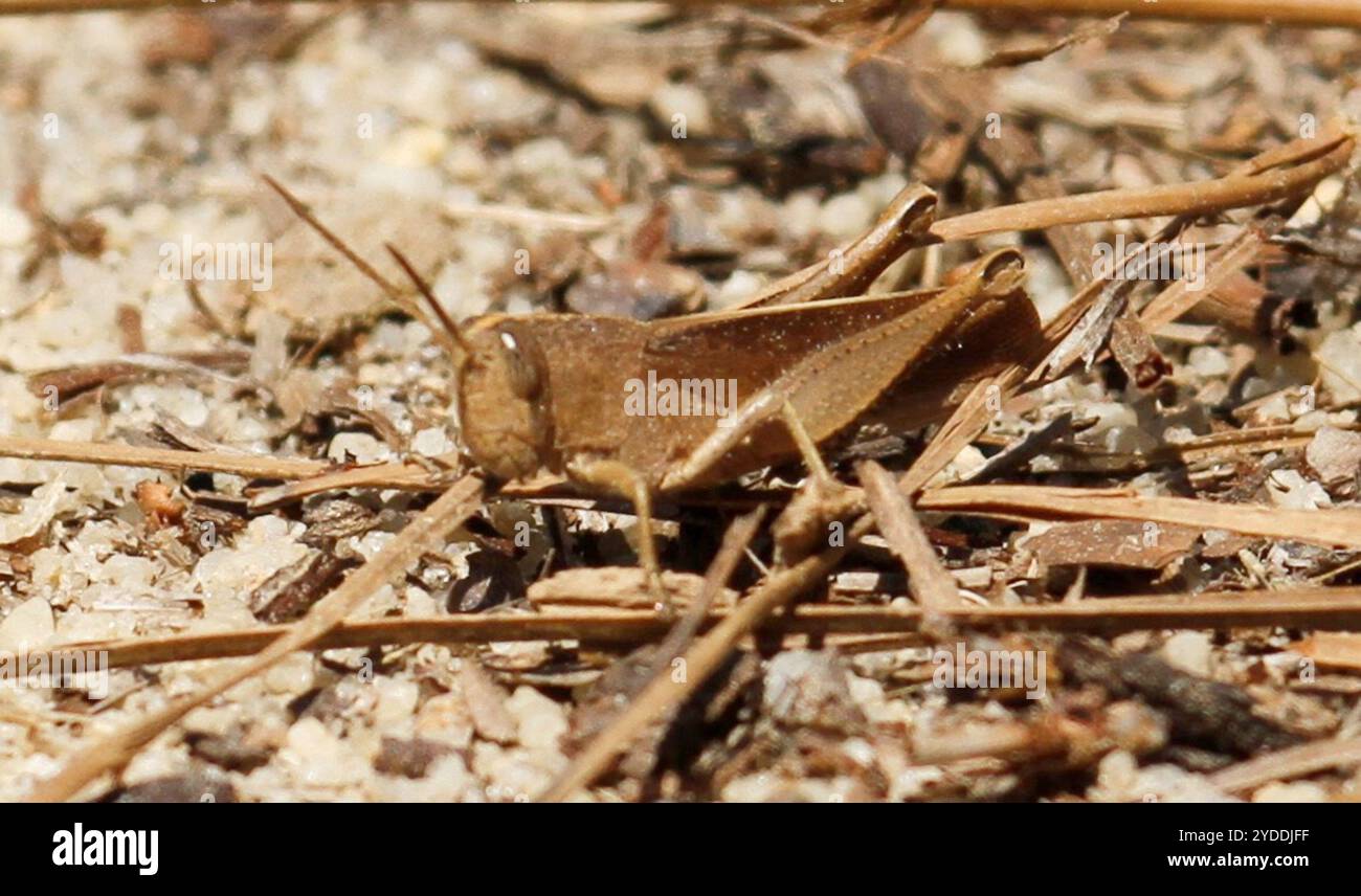 Mischievous Bird Grasshopper (Schistocerca damnifica Stock Photo - Alamy