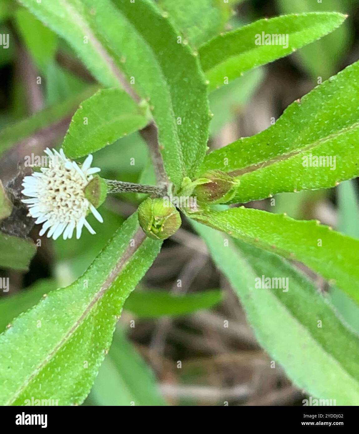 false daisy (Eclipta prostrata Stock Photo - Alamy