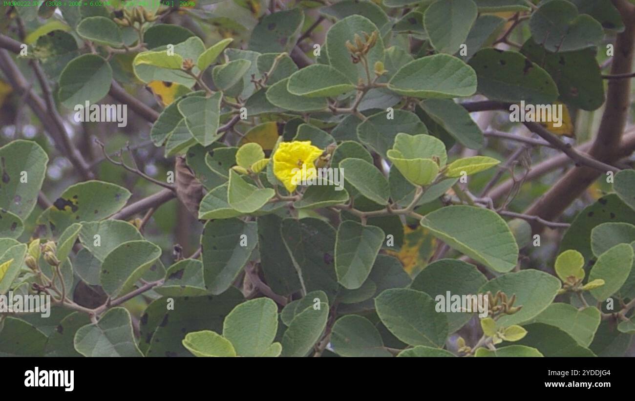 yellow geiger (Cordia lutea Stock Photo - Alamy