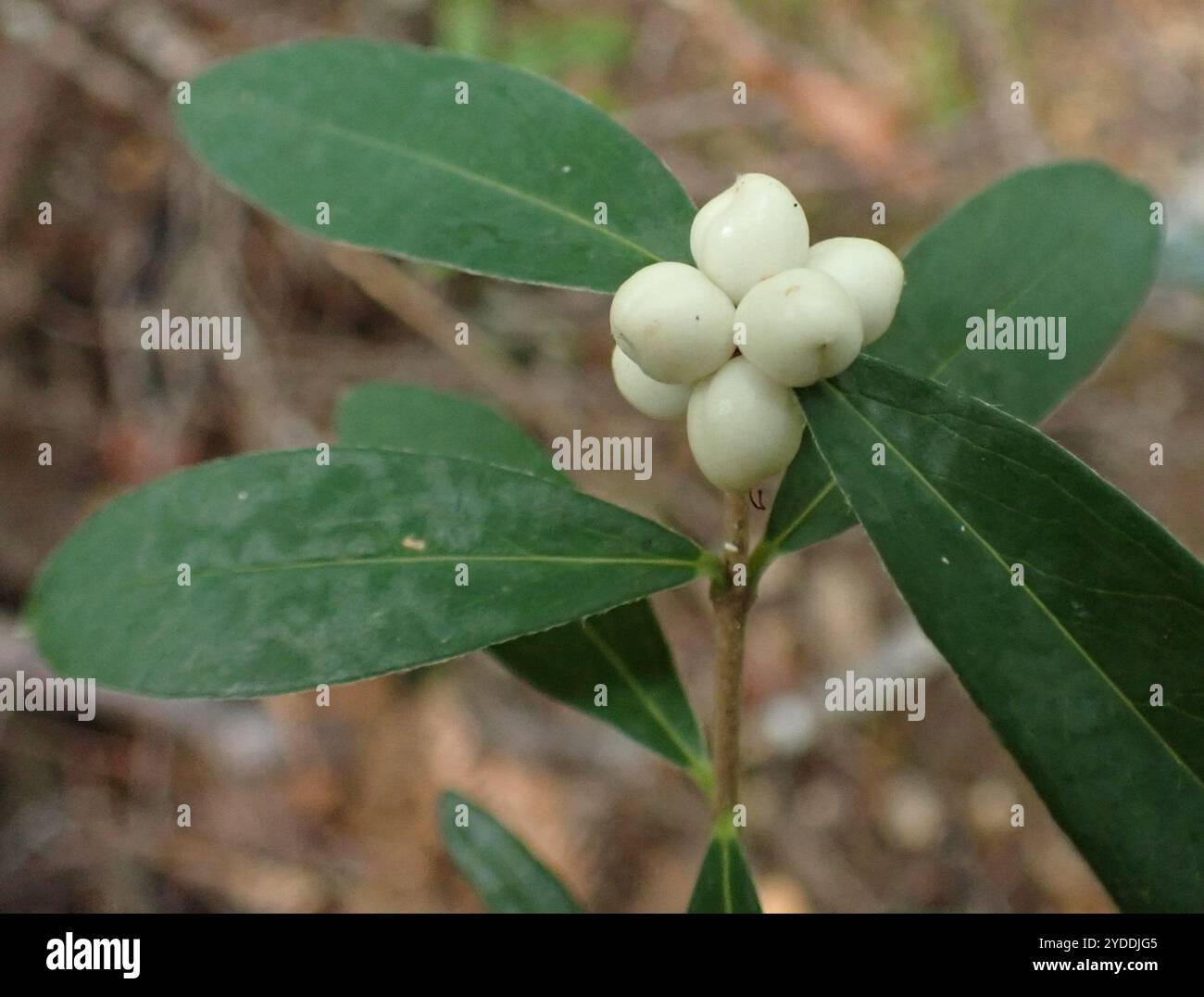 Pimelea drupacea hi-res stock photography and images - Alamy