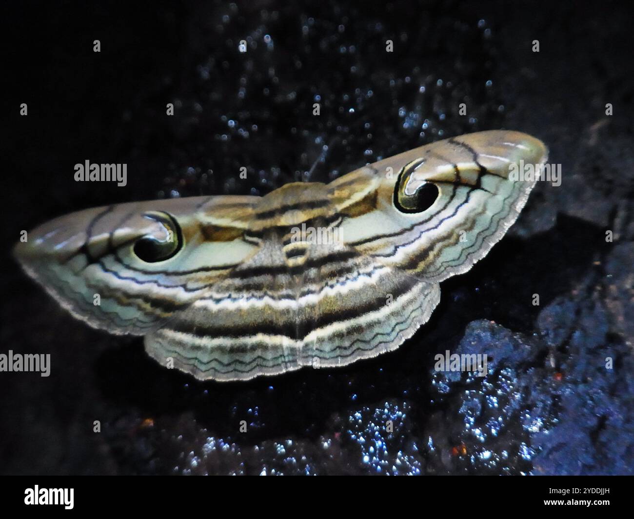 Spirama hi-res stock photography and images - Alamy