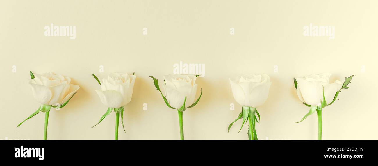 Creative layout white roses hi-res stock photography and images - Alamy