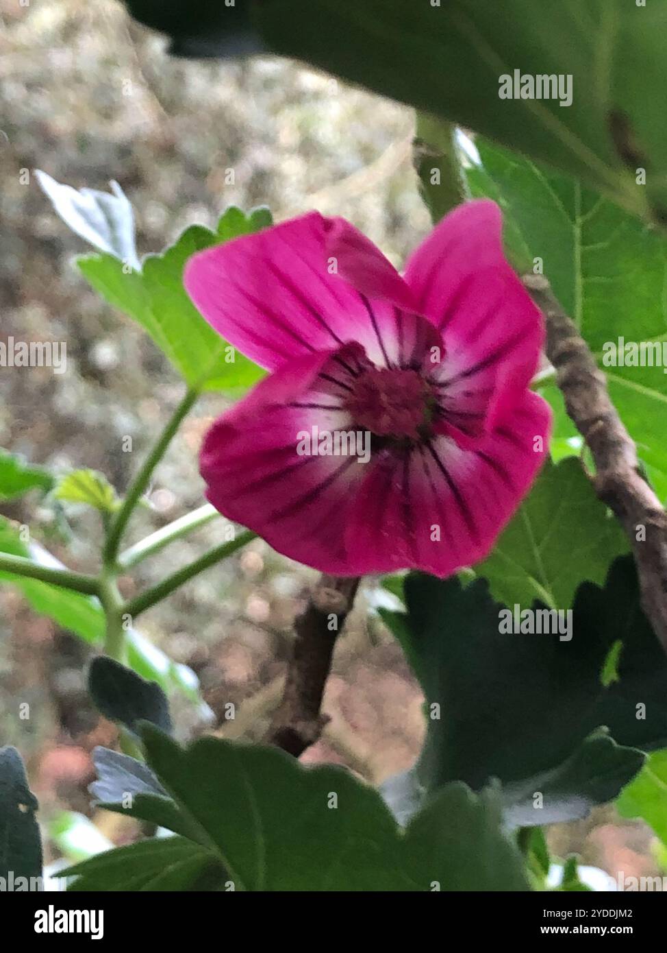 Island Mallow (Malva assurgentiflora Stock Photo - Alamy