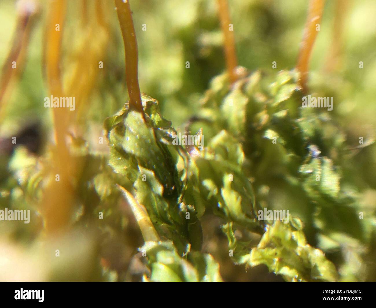 lesser smoothcap (Atrichum angustatum Stock Photo - Alamy