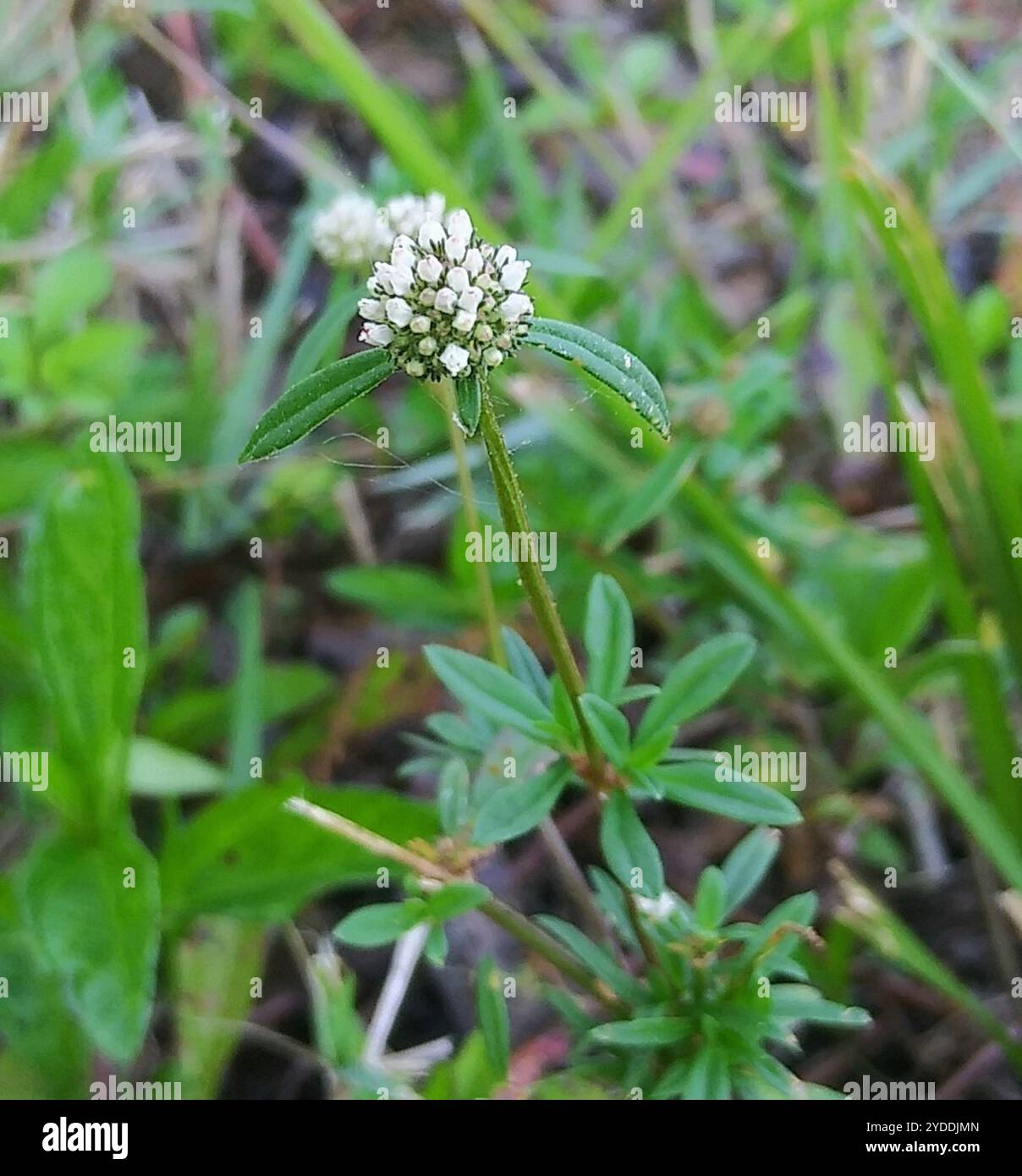 Shrubby false buttonweed spermacoce verticillata hi-res stock ...