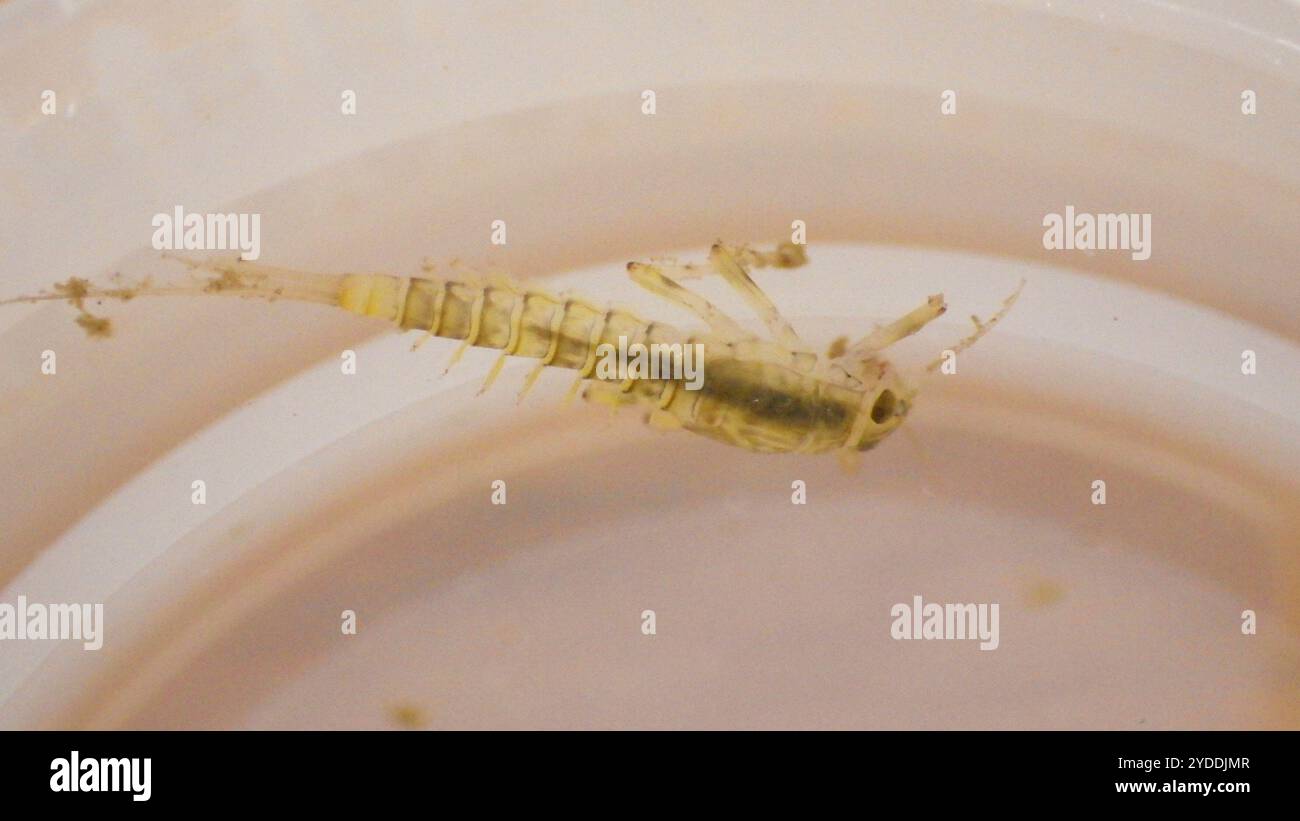 Small Mayflies (Baetidae Stock Photo - Alamy