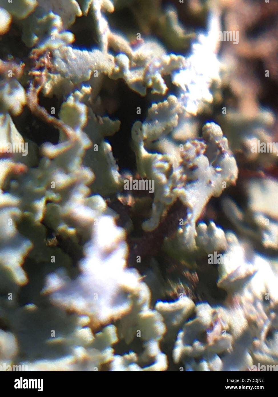 common lichens (Lecanoromycetes Stock Photo - Alamy