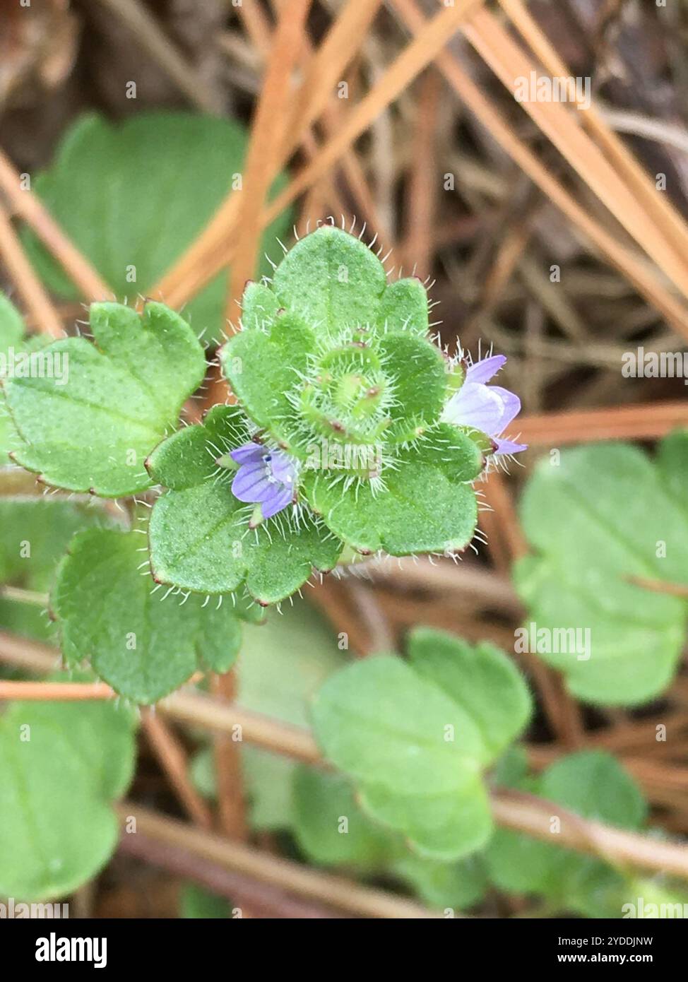 Ivy-leaved Speedwell (Veronica hederifolia Stock Photo - Alamy