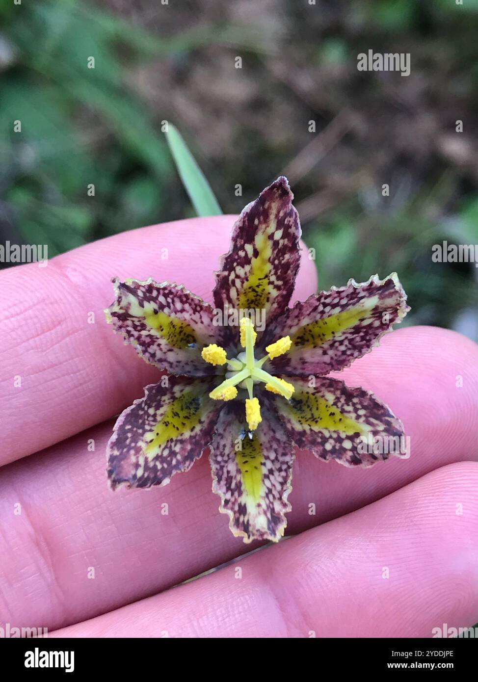 checker lily (Fritillaria affinis Stock Photo - Alamy