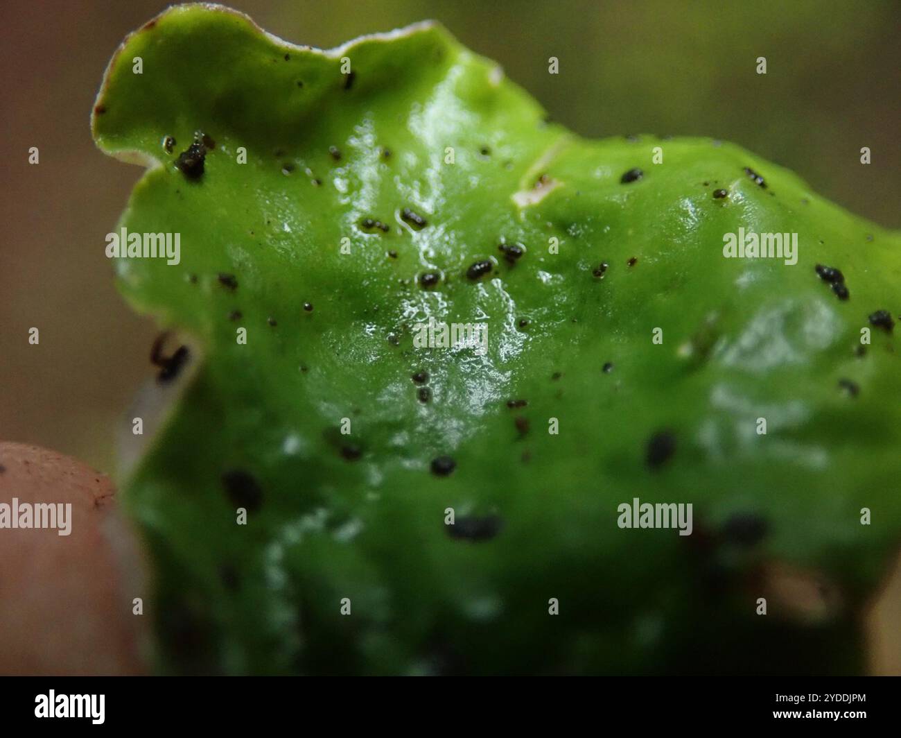 freckled pelt lichen (Peltigera aphthosa Stock Photo - Alamy