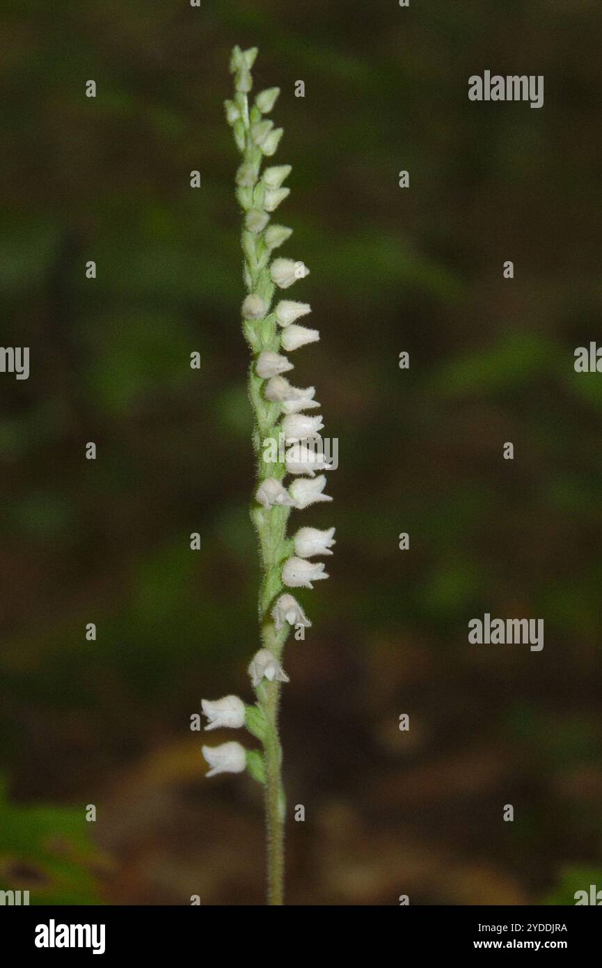 checkered rattlesnake plantain (Goodyera tesselata Stock Photo - Alamy
