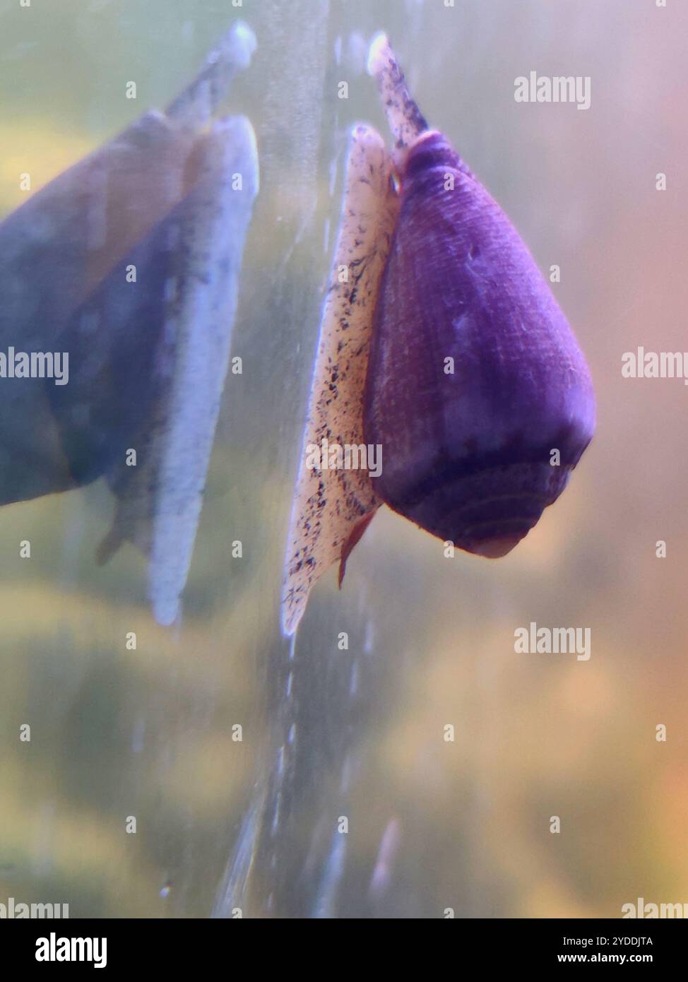 California Cone (Californiconus californicus Stock Photo - Alamy