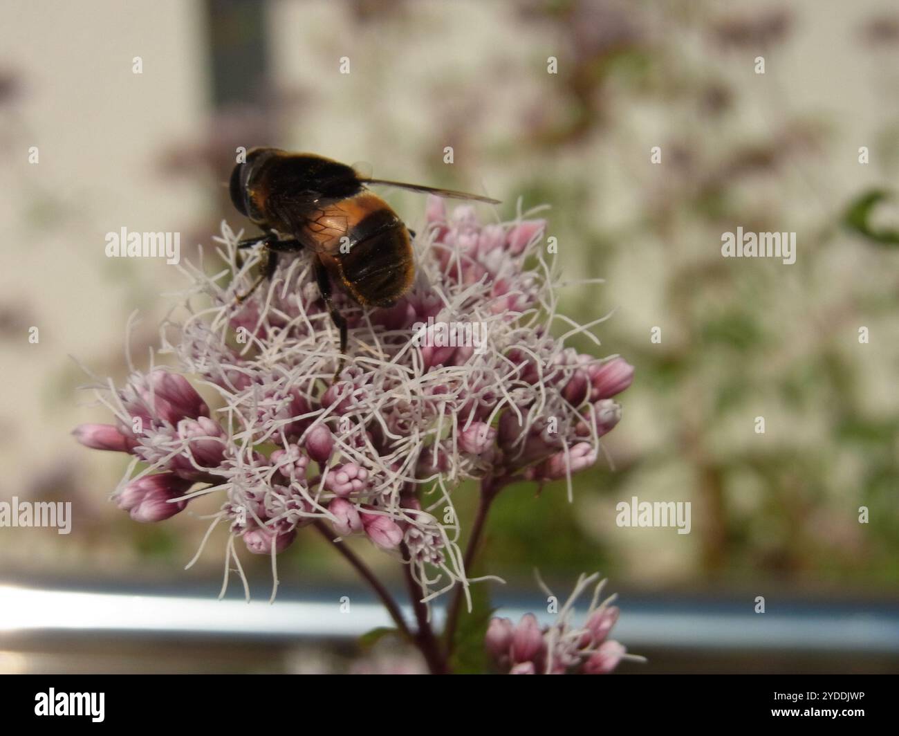 Phytomia zonata hi-res stock photography and images - Alamy