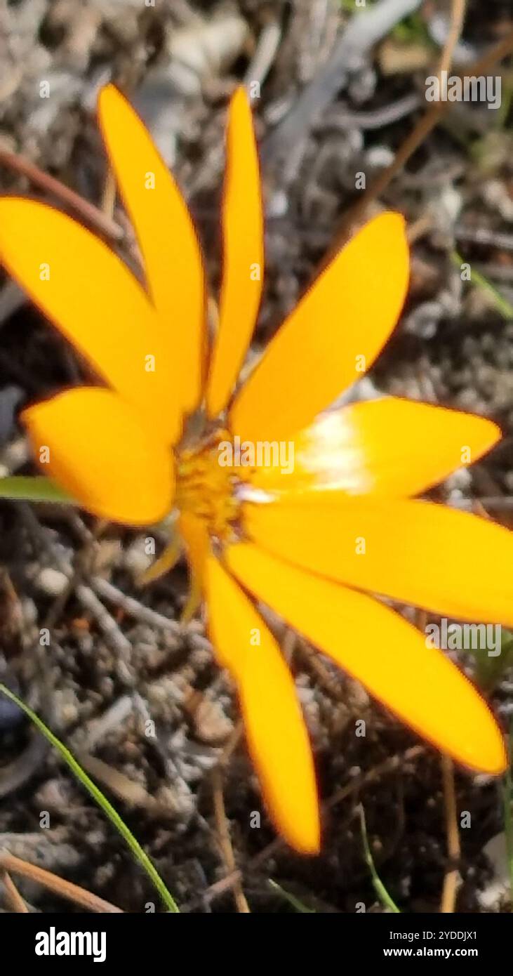 Cape marigold (Dimorphotheca sinuata Stock Photo - Alamy