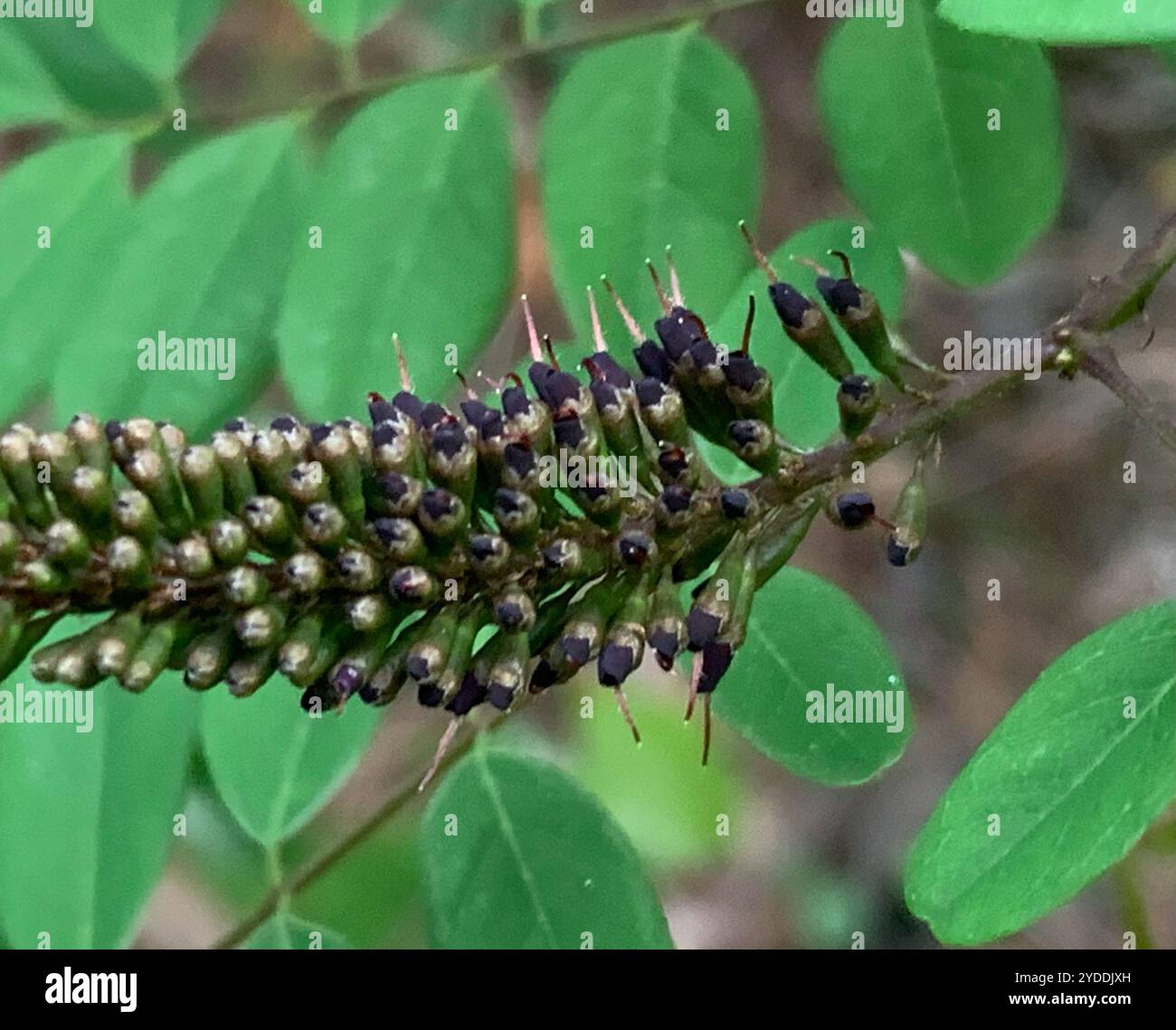 false indigo bush (Amorpha fruticosa Stock Photo - Alamy