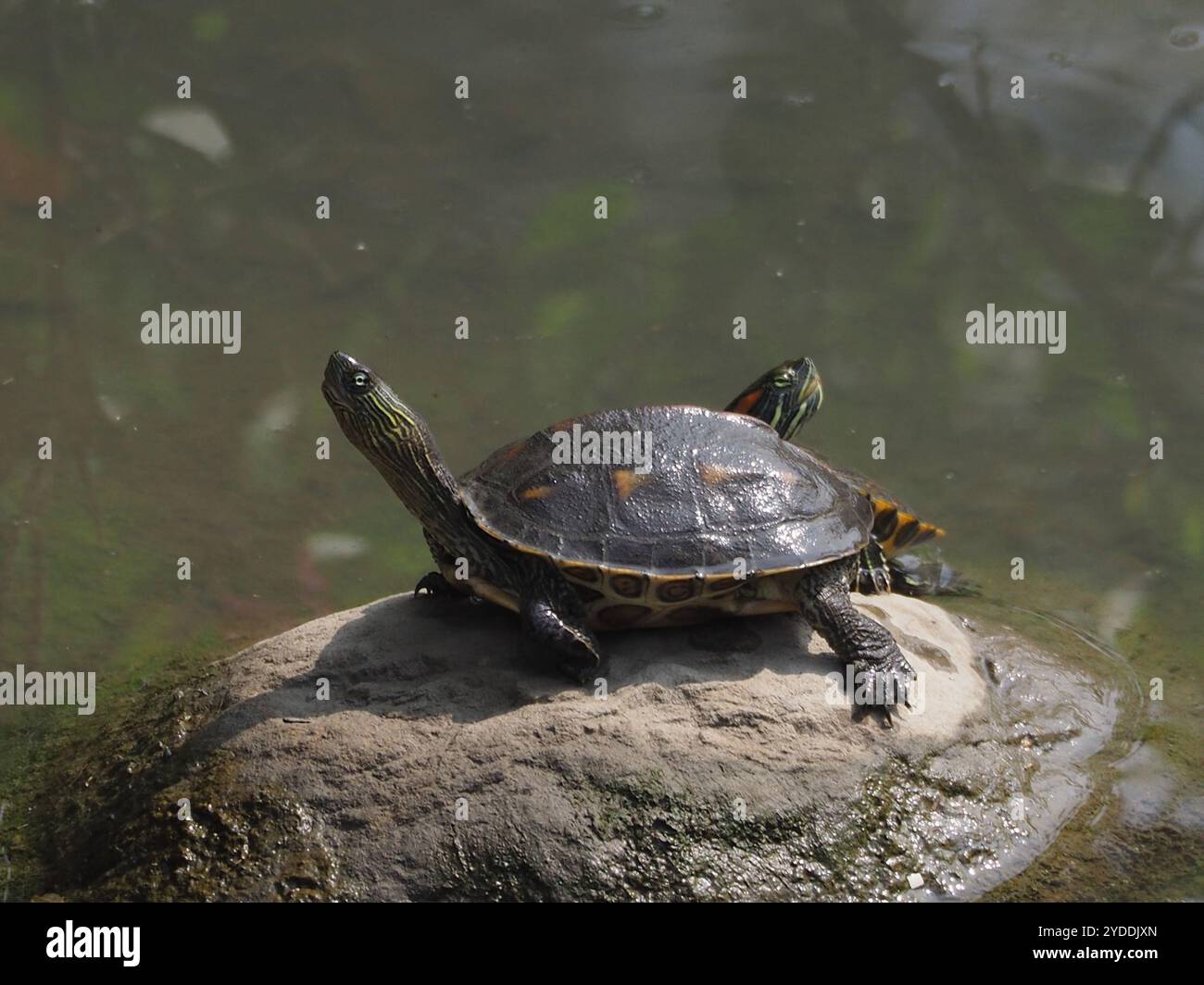 Common thread turtle (Mauremys sinensis Stock Photo - Alamy