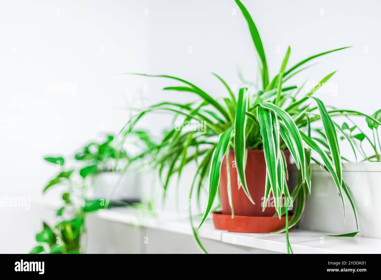 Various green tropical plants hi-res stock photography and images - Alamy