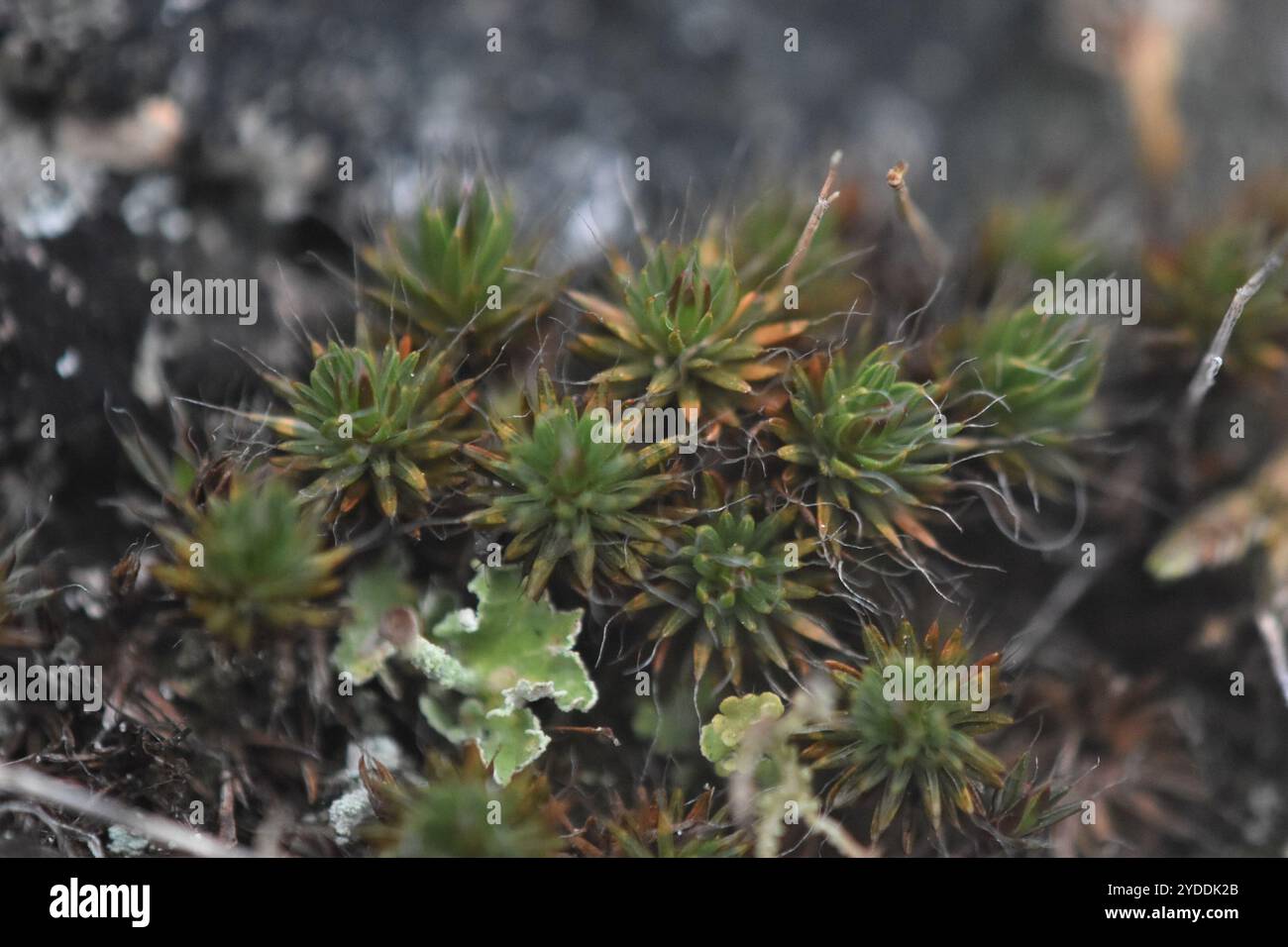 bristly haircap moss (Polytrichum piliferum Stock Photo - Alamy