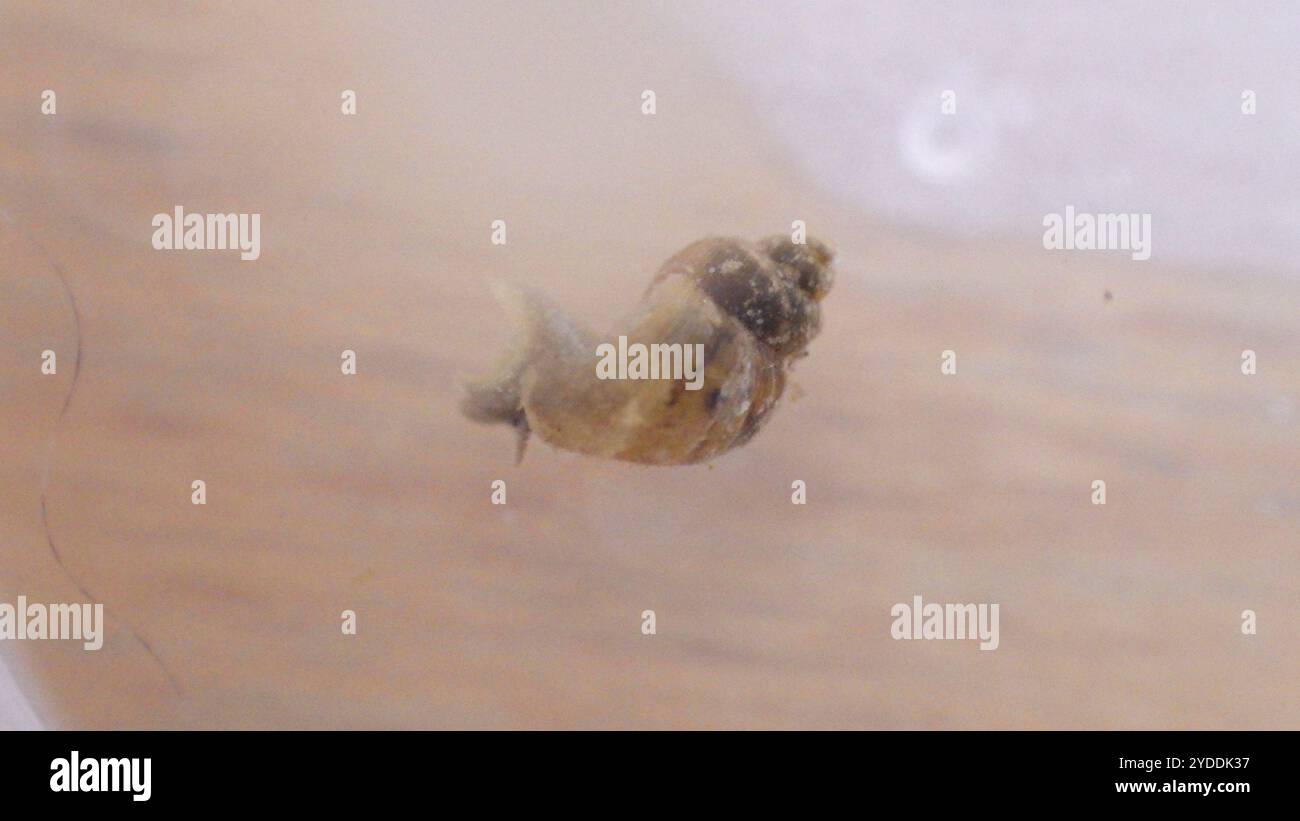 Pond and Melantho Snails (Lymnaeidae Stock Photo - Alamy