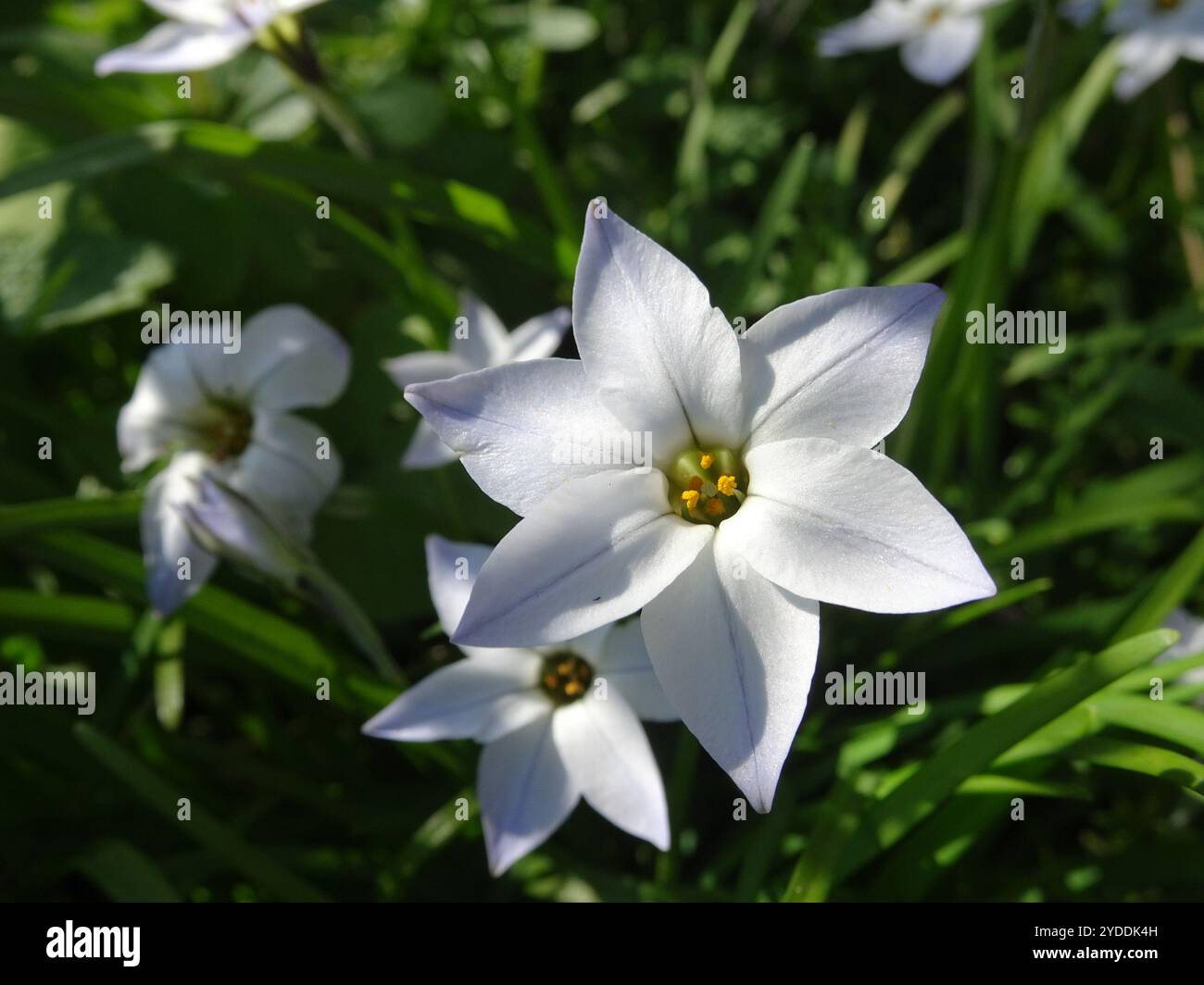 Spring starflower (Ipheion uniflorum Stock Photo - Alamy