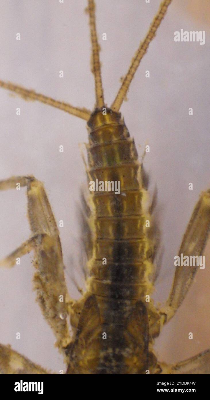 Orange Cahill (Stenacron interpunctatum Stock Photo - Alamy