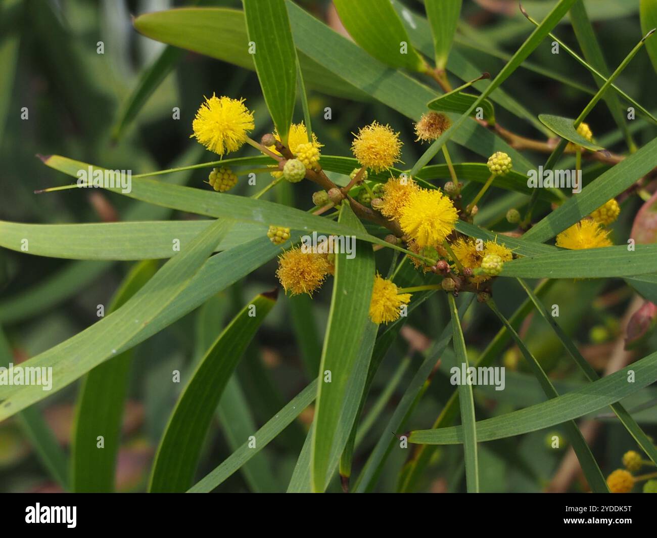 Taiwan Acacia (Acacia confusa Stock Photo - Alamy